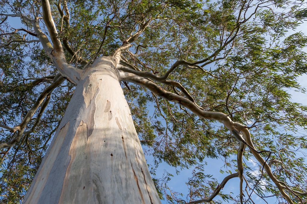The Traits & Risks of Dangerous Trees: Is Your Property Safe?