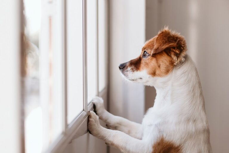 Protect Your Home from Phrogging: Expert Tips